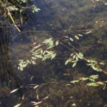 Tortoises Turtles & Pets Resource Centre | Turtle Times