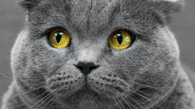 How To Look After A Dog | Pet Care | Turtle Times