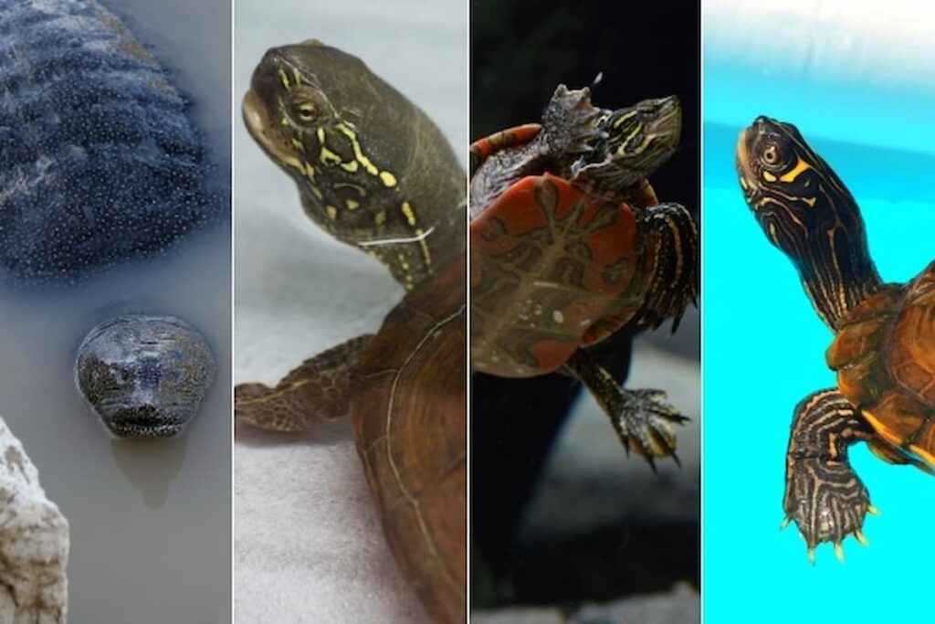 Species Of Turtles Together | Tortoise | Turtle Times