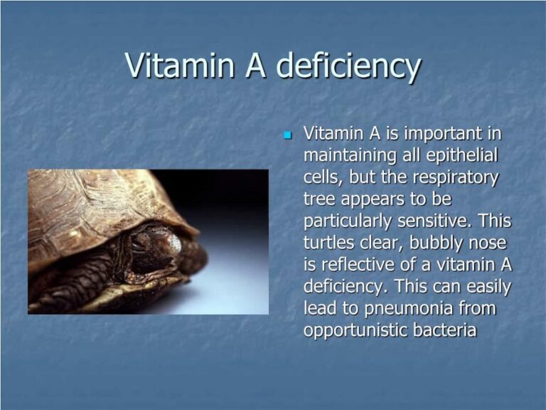 Vitamin “A” Deficiency In Turtles | Tortoise | Turtle Times