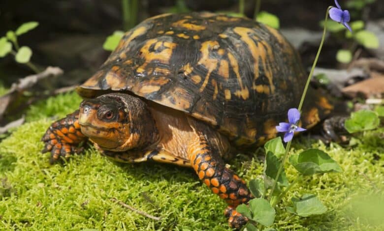 Box Turtles & North American Box Turtles | Turtle Times