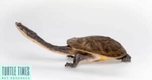 Snake Neck Turtle Information & Facts | Turtle Times