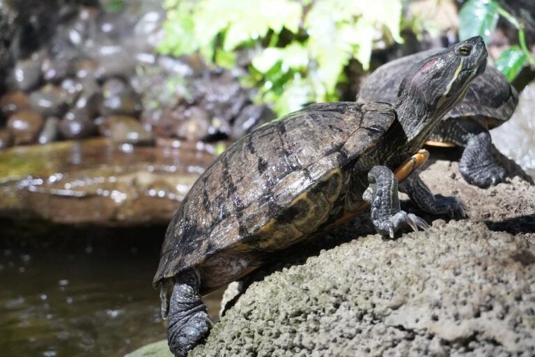 Bog Turtles | Glyptemys Muhlenbergii | Turtle Times