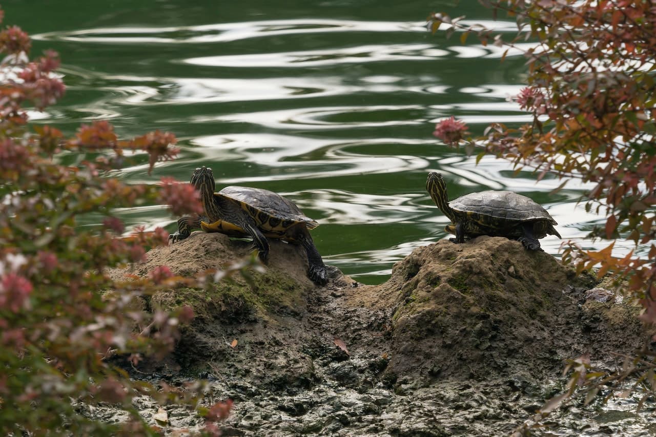 Cooter Turtles