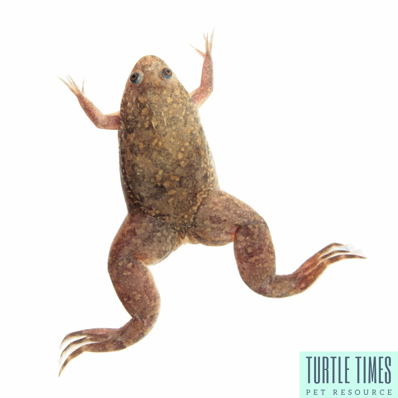 The Upland Clawed Frog - Xenopus Laevis | Turtle Times